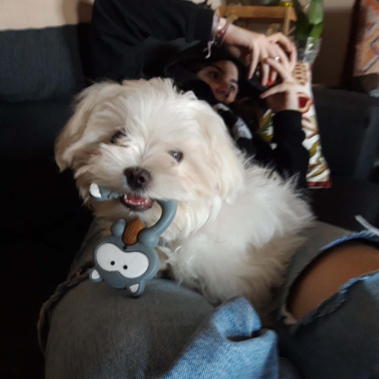 opiniones-luxury-mini-pets-olga-bichon-maltes - Perros Toy | Luxury ...